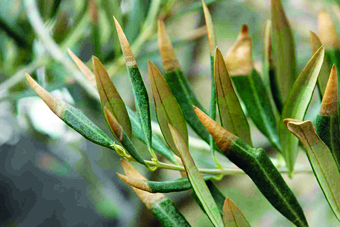 Xylella Fastidiosa obriga à destruição de plantas no valor de 70 mil ...