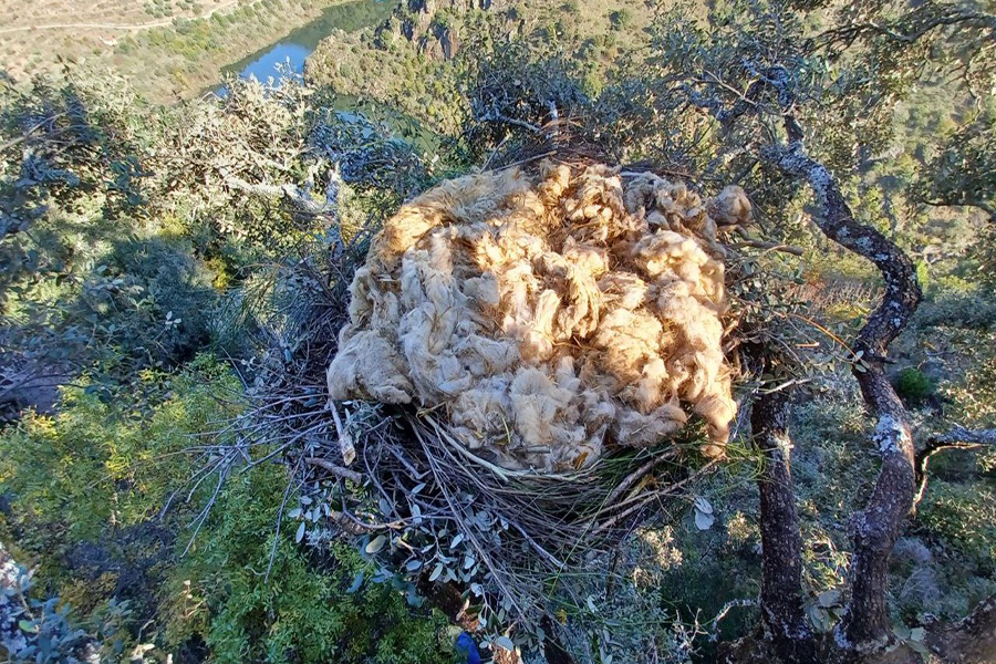 Palombar instala 14 ninhos artificiais para preservação de abutre-preto ...